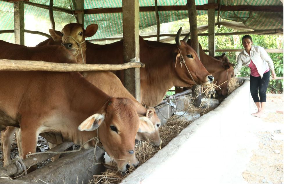 BEEF REPORT » Territory Q