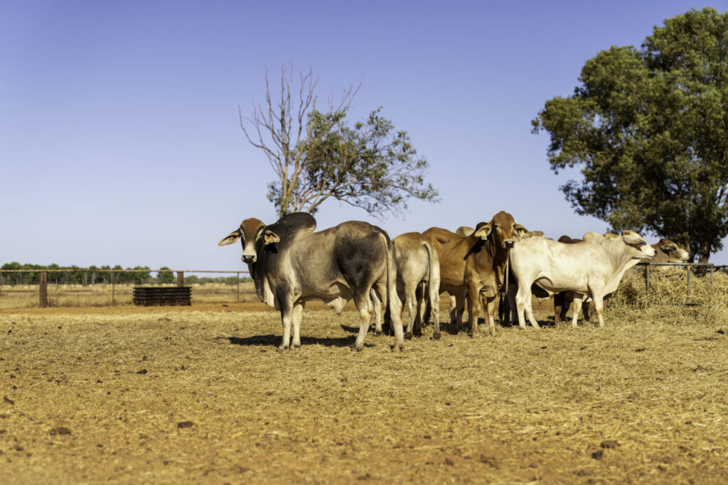 OUR WORLD-CLASS TERRITORY PRODUCE » Territory Q
